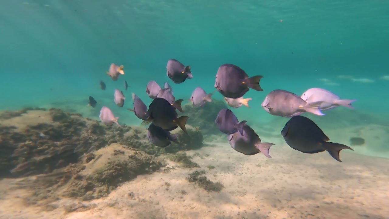 TOUR HALOCLINA BY MEXICO GRAND TOURS - YouTube