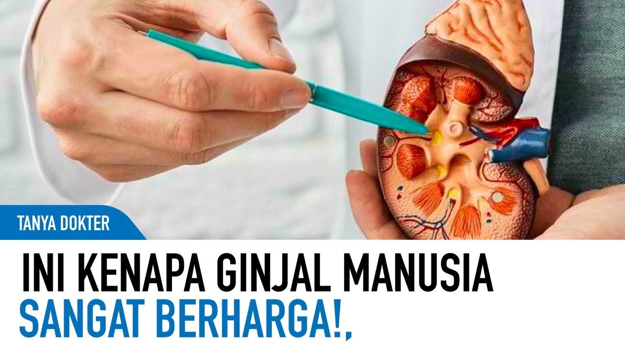 Ginjal Normal Vs Ginjal Buatan, Bagaimana Perkembangan Ginjal ...