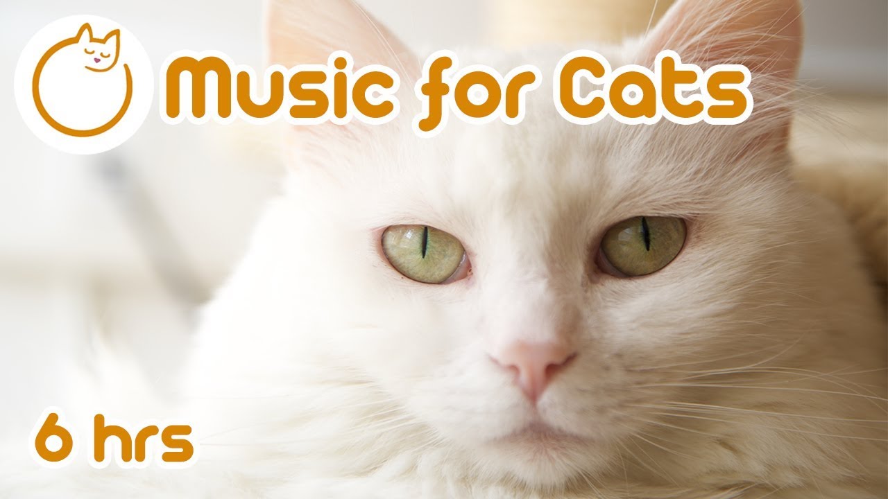 Cat Lullabies - 6 hours of relaxing cat music! 🐈 - YouTube