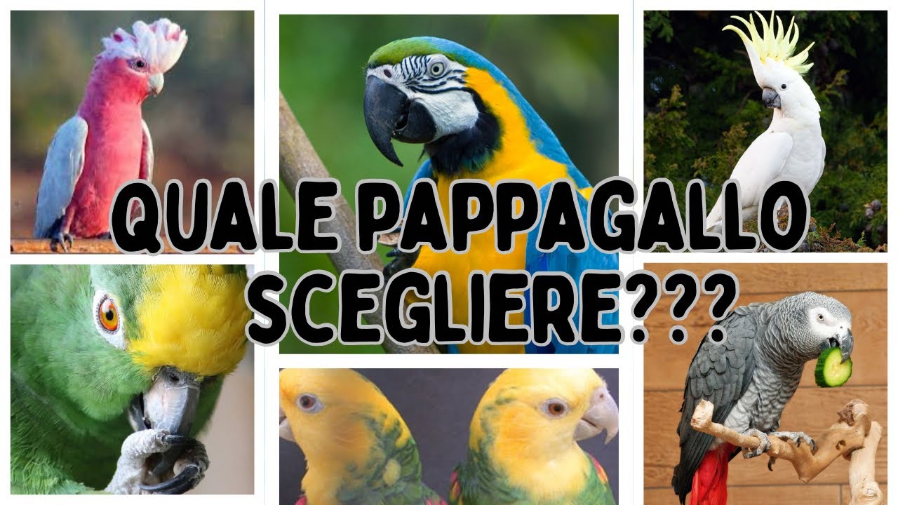 Quale pappagallo scegliere?Consigli prima di acquistare un pappagallo ...