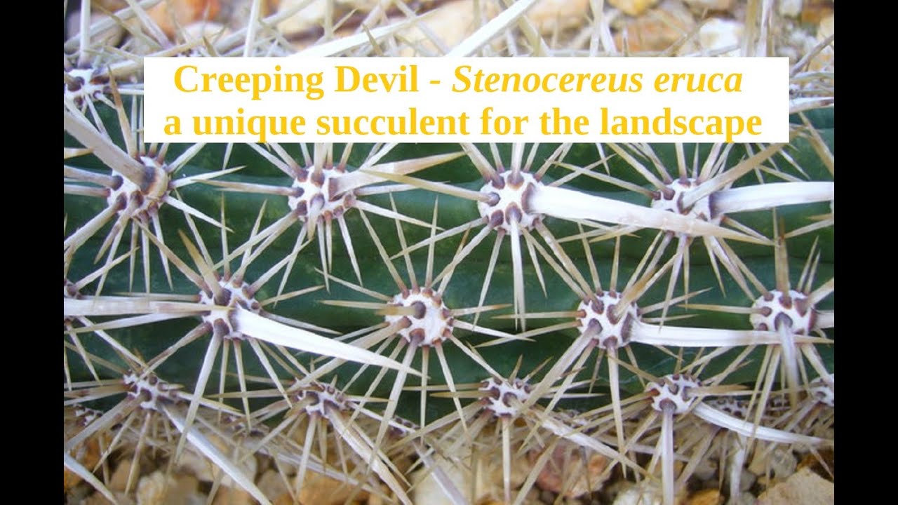 Creeping Devil - A Unique Landscape Plant 🌞 Gardening With Soule - YouTube