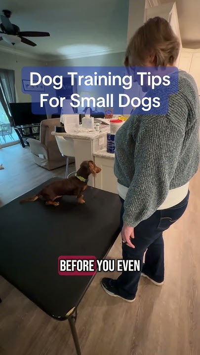 The Trick To Training Very Small Dogs & Puppies... - YouTube