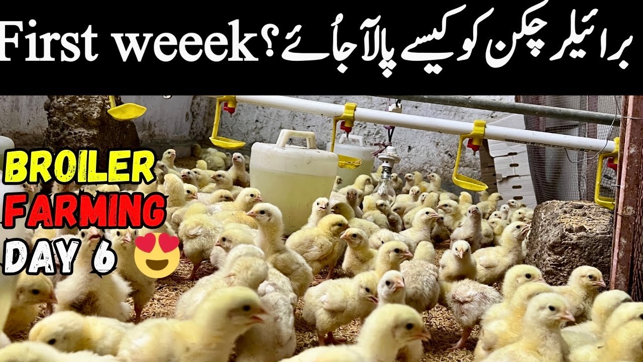 Broiler farming at home in Karachi ️😍 | broiler 1 week update 😍 | broiler feasibility - YouTube