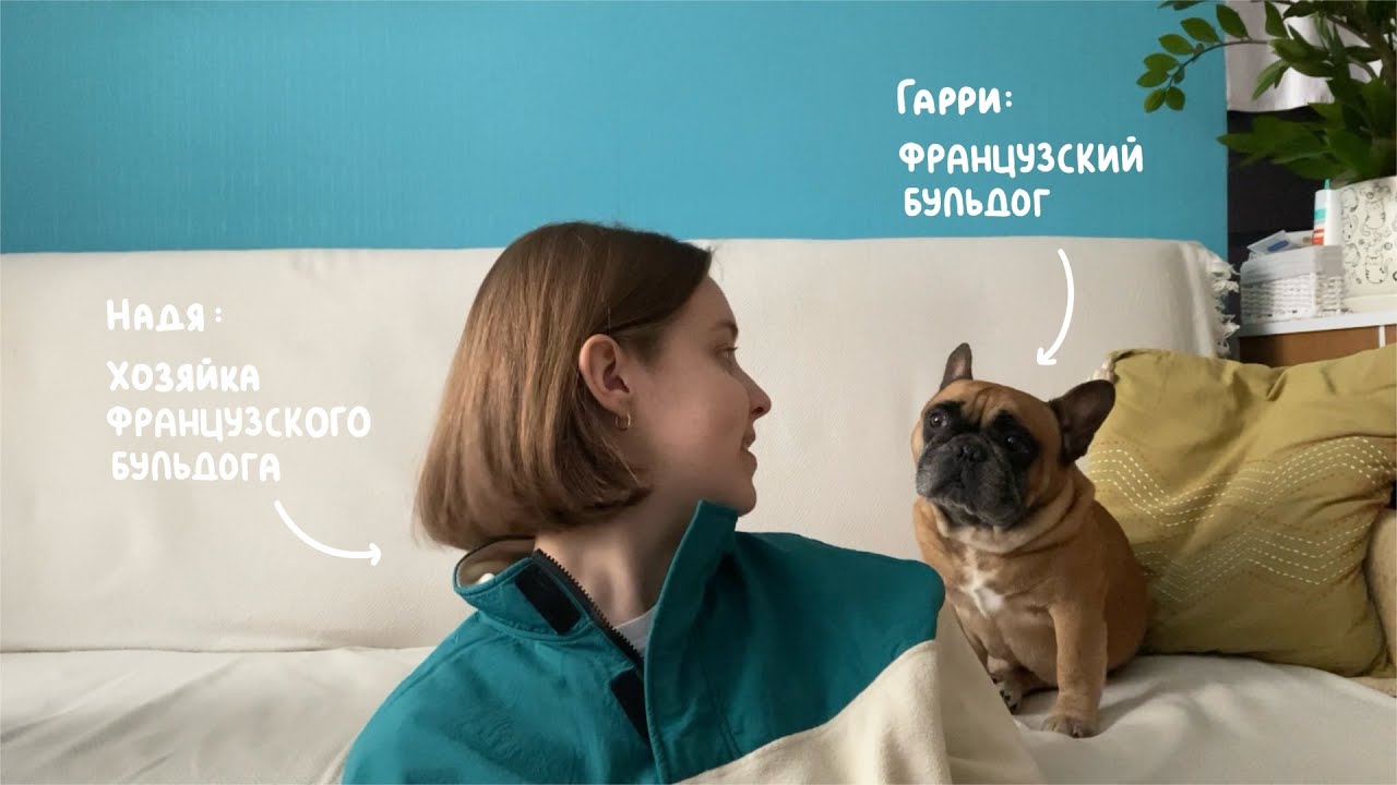Французский бульдог Что важно знать перед тем как заводить Youtube