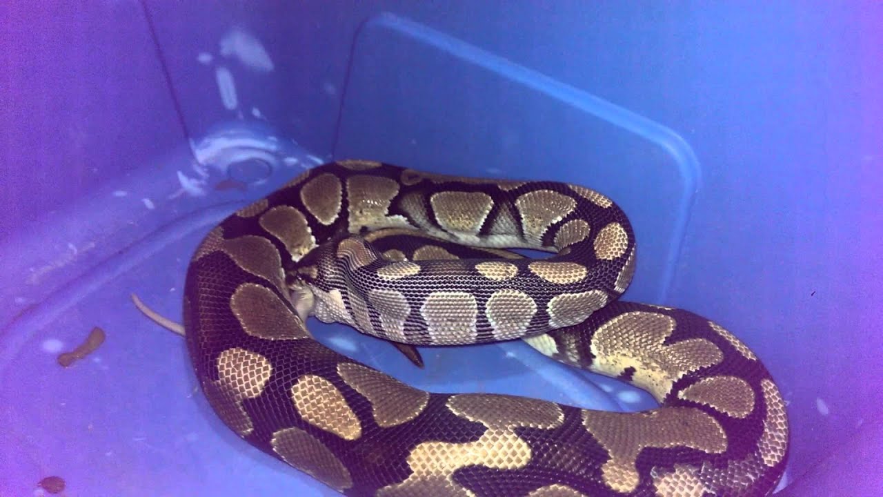 4ft ball python eating a med rat pt3 - YouTube