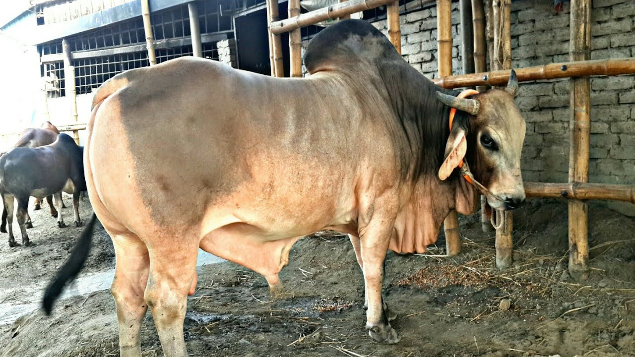 82 || Qurbani Eid 2019 || Deshal Bull Line Up || Sadeeq Agro 2019 ...