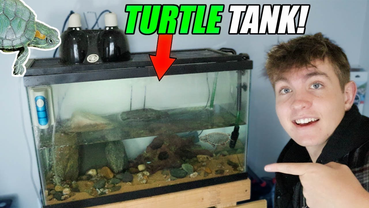 The *ULTIMATE* 30 GALLON BABY TURTLE TANK!! (cheap) - YouTube