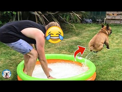 Compilation of happy dogs, Dogs that bring laughter🐶🐶🐶 - YouTube