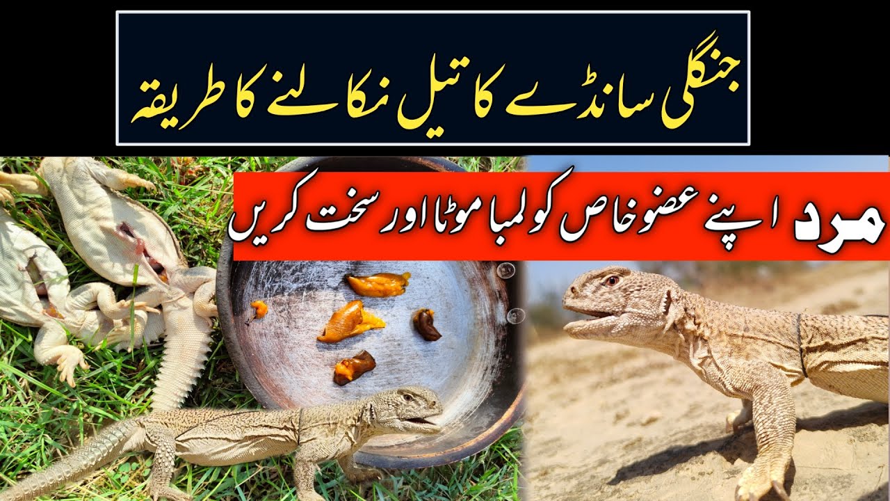 Sandy ka tail kaise banta hai | سانڈے کا تیل نکالنے کا طریقہ | How to ...