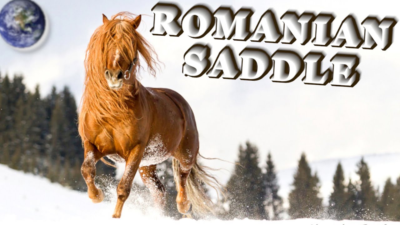 TOP Beautiful Romanian Saddle Horse in the World! - YouTube