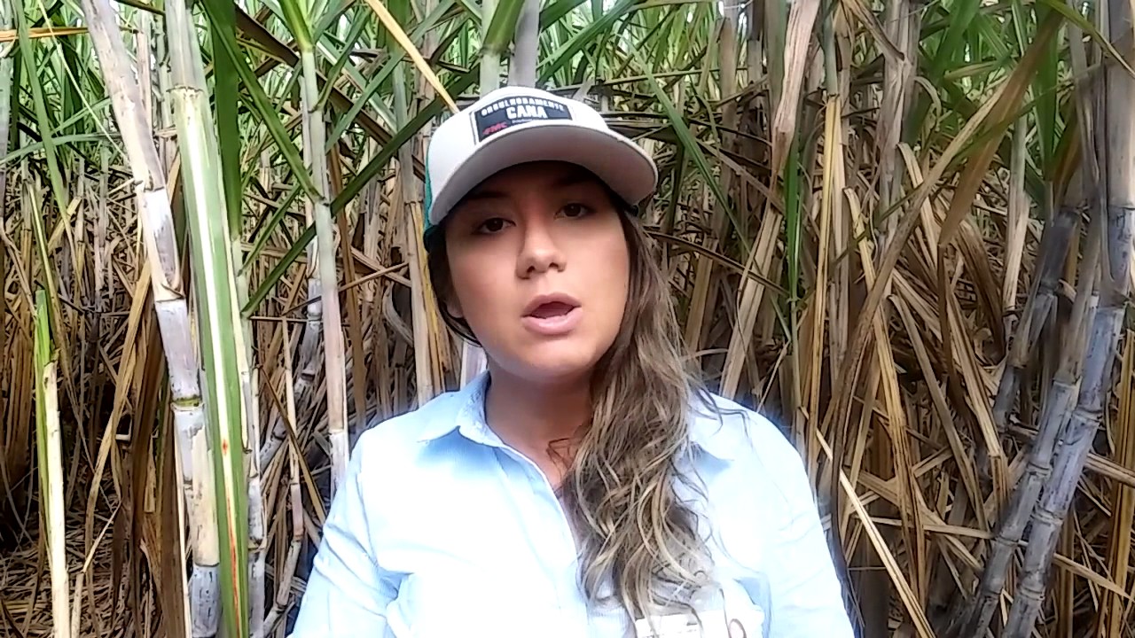USINA SANTA FÉ SE IMPRESSIONA COM PODER DE NEMATICIDA - YouTube