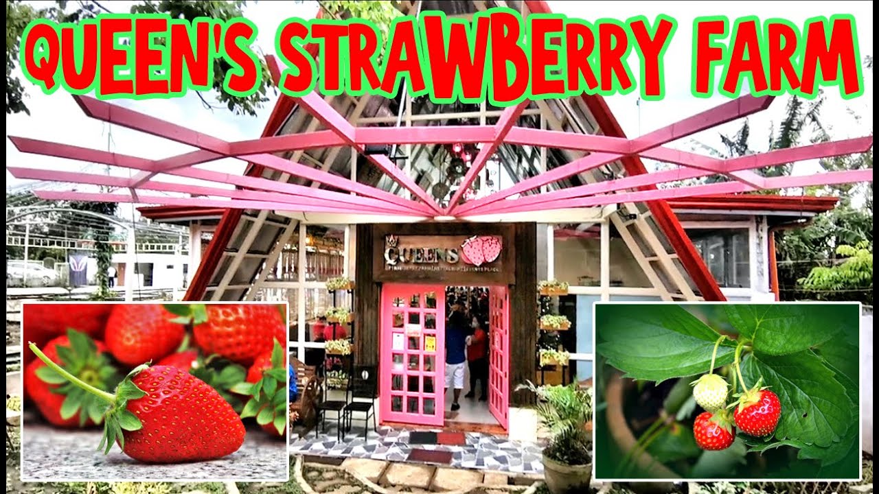 QUEENS STRAWBERRY FARM in ALFONSO CAVITE - YouTube