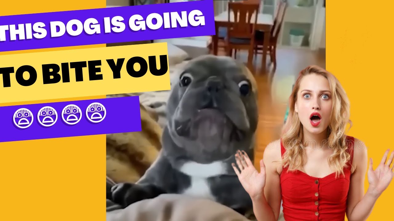 Cuttest and Funniest animals!! | This Dog will bite you 😍😍| Try not to ...