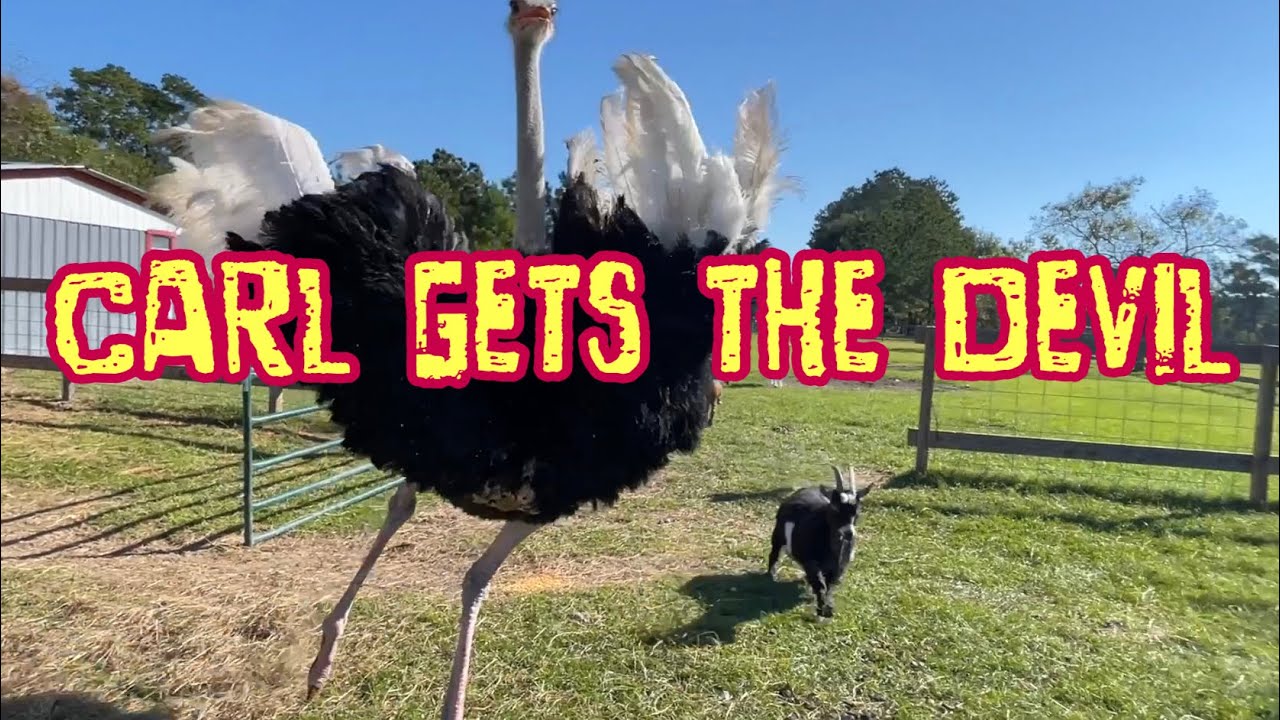 Donkey Dan and Carl Get The Devil - YouTube