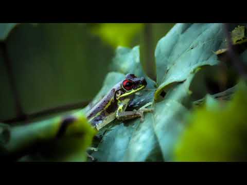 Frogs In Rain | Frog Sound Effects