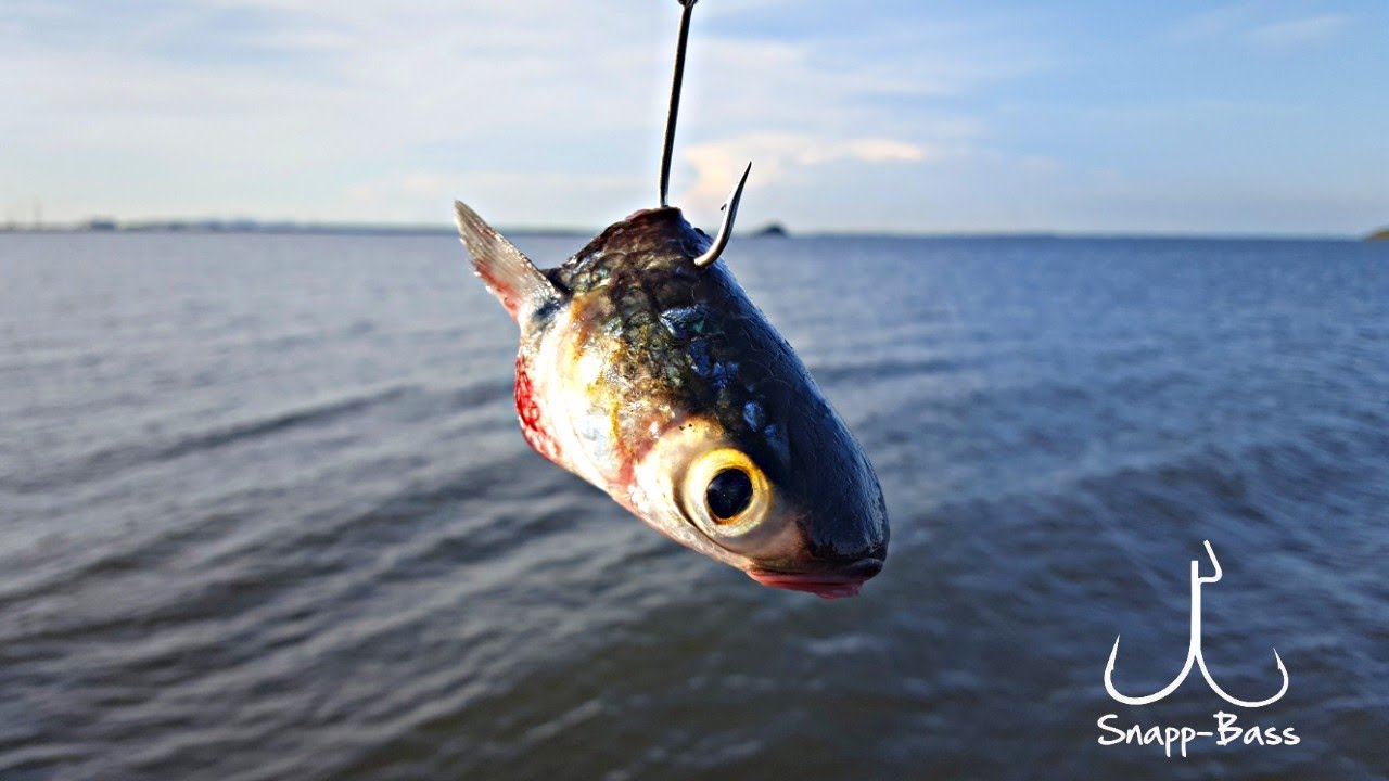 Pesca Con Trozo De Lisa Voladora - YouTube