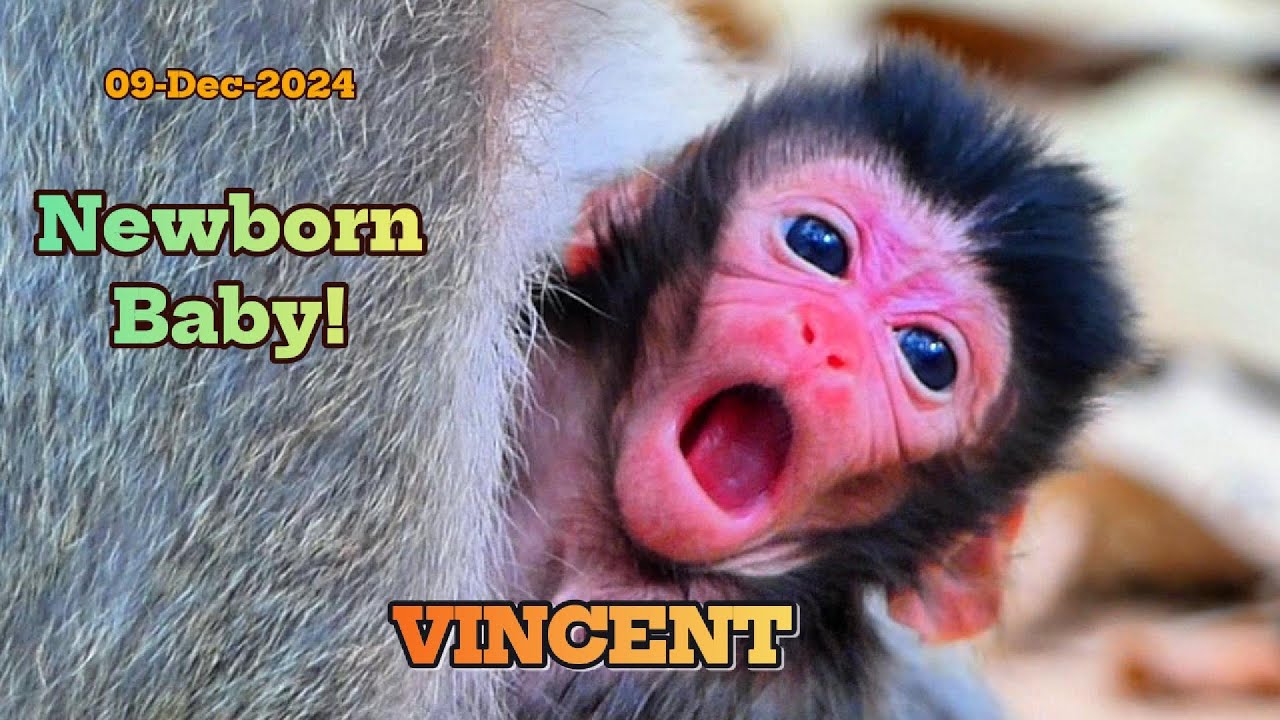 Congratulation to Viola gives a newborn baby Vincent successful ...