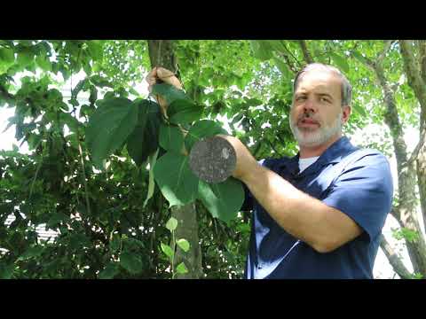 Fragrant snowbell tree (Styrax obassia) - Plant Identification - YouTube