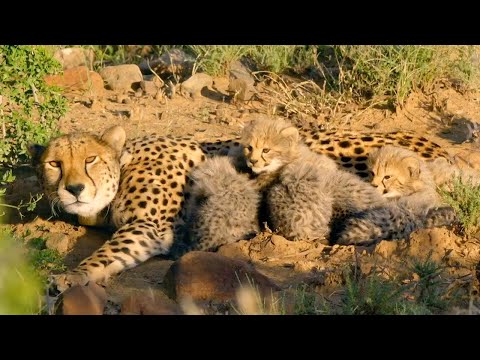 Hungry Cheetah Cubs Need To Eat﻿ |﻿ The Cheetah Family & Me | BBC Earth