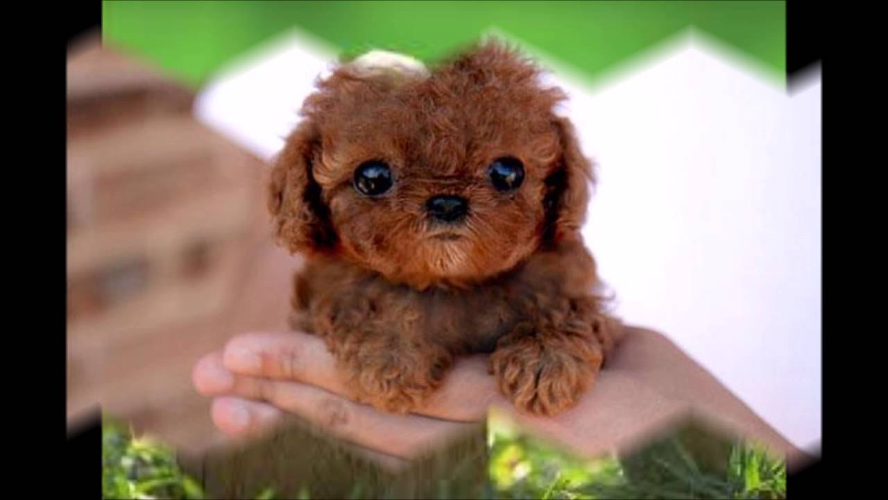 Los animales mas tiernos del mundo - YouTube