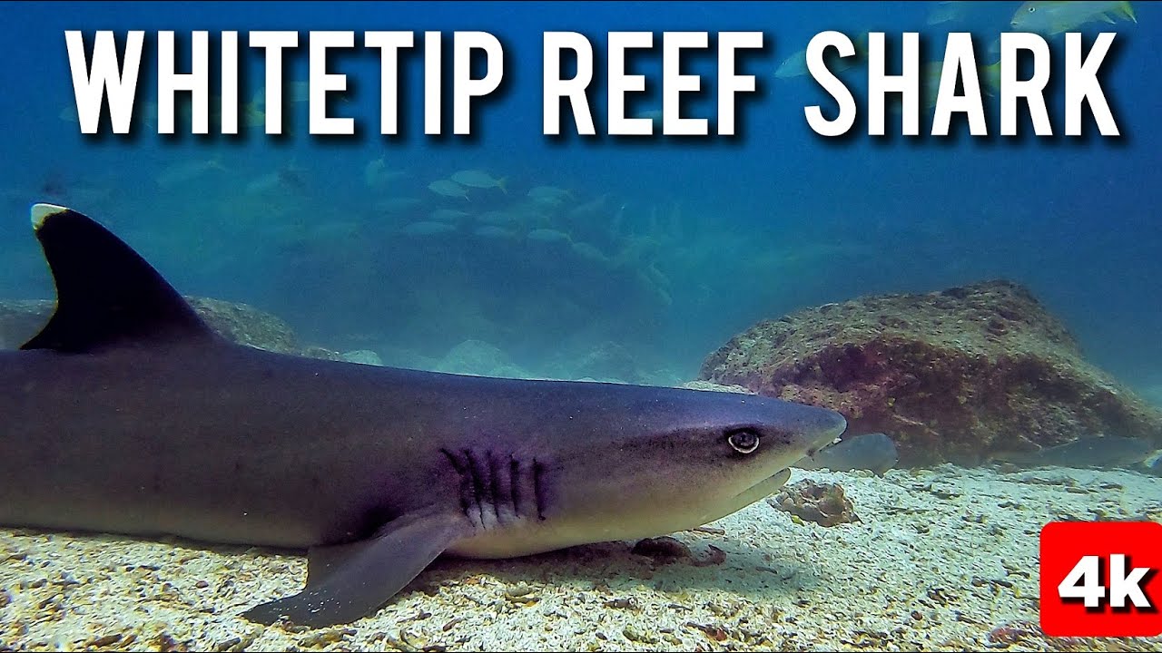 Whitetip Reef SHARK. TIBURON Tintorera Punta Blanca 🇪🇨. 4K - YouTube