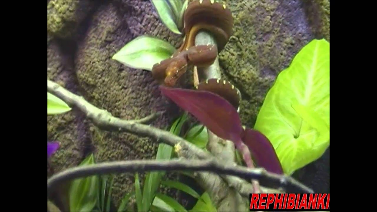 Henry The (Very Grumpy) Green Tree Python! - YouTube