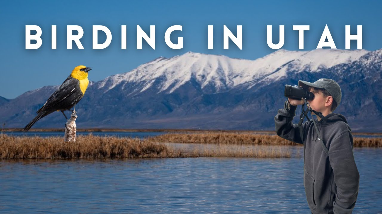 Birding in Utah - YouTube