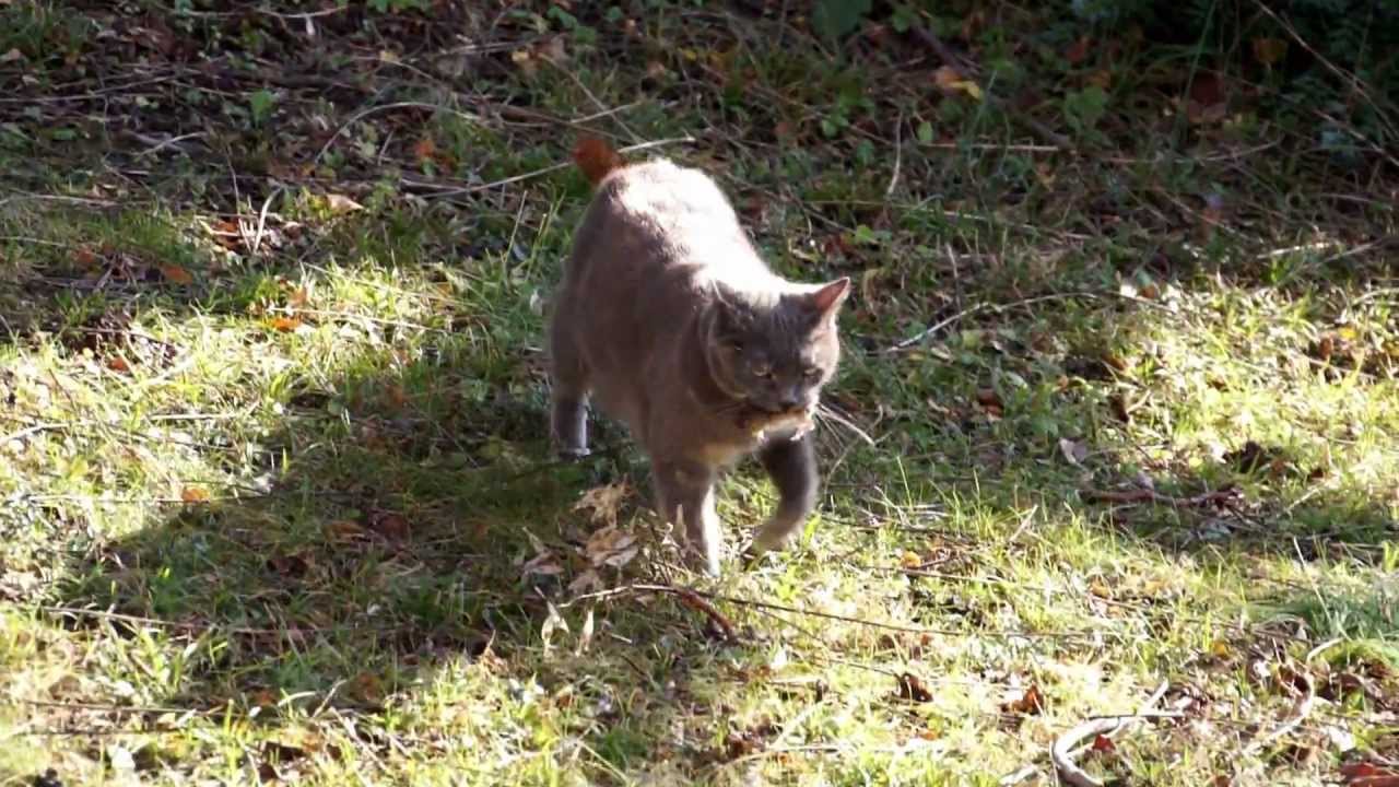 Real life Tom and Jerry: Cat versus mouse - YouTube