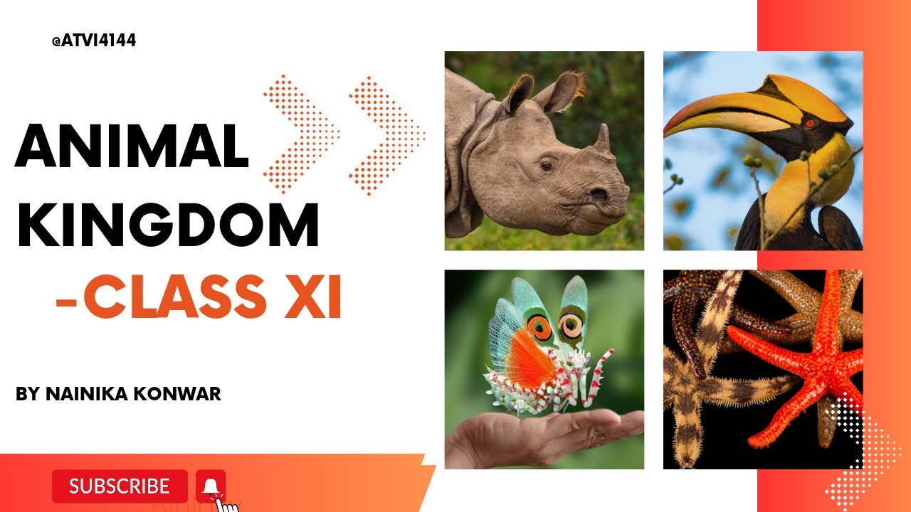 Class 11 Biology: Chapter 4: Animal Kingdom [Part 3] Phylum 2 ...