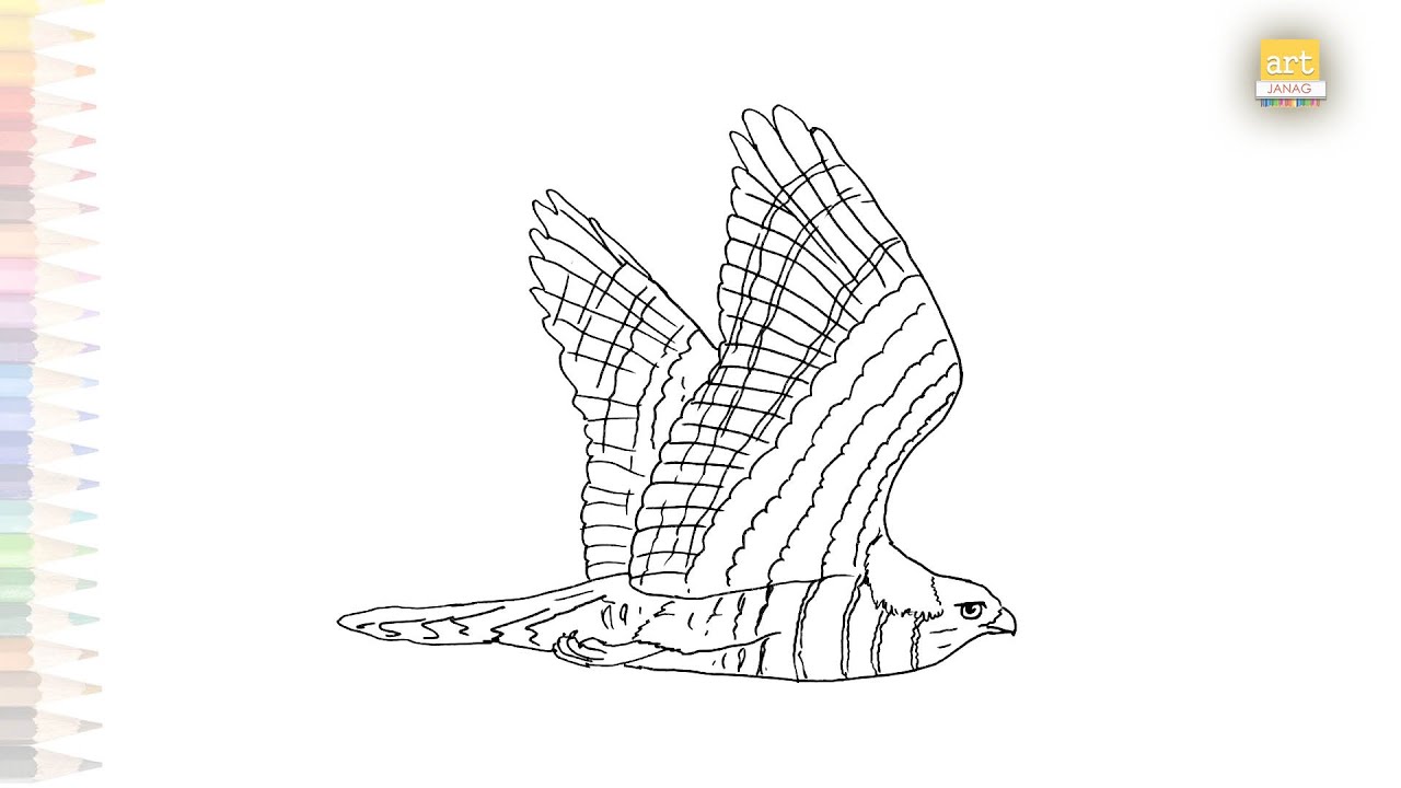 Goshawk drawings easy | True hawk drawing videos | How to draw Goshawk ...