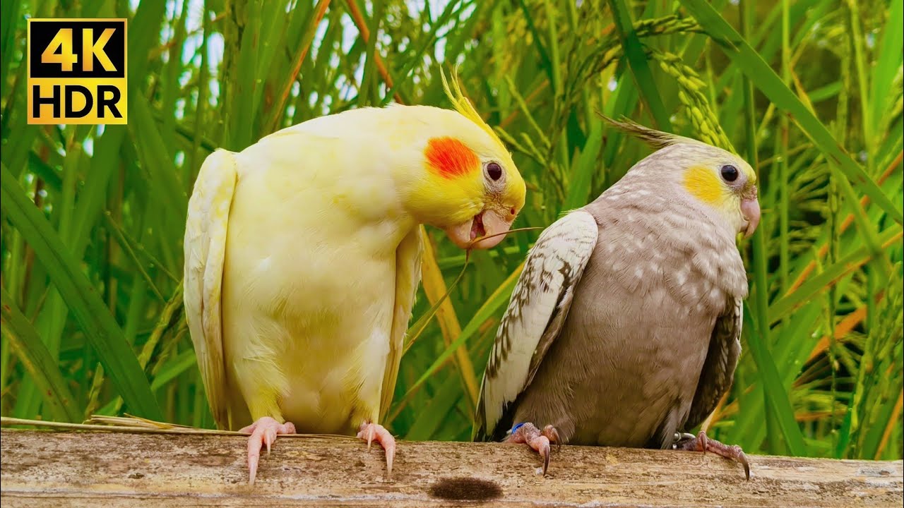 Cute Cockatiel Friends 💛 Soft Chirping & Nature Ambience (1 Hour 4K HDR ...