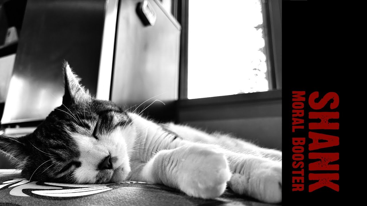 【猫 歌詞 tabあり】SHANK / Moral Booster ギター弾いてみた - YouTube