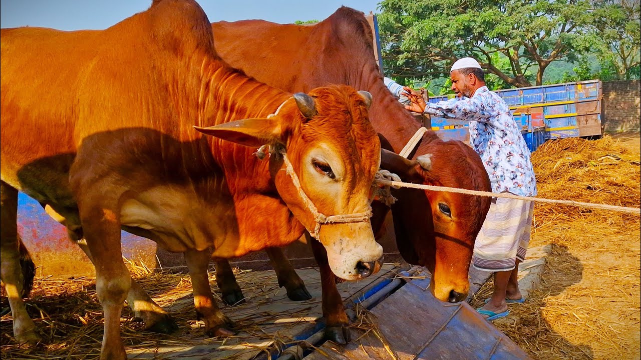 cow unloading, cow videos, cow video, animal, big cow, goru hamba cow ...