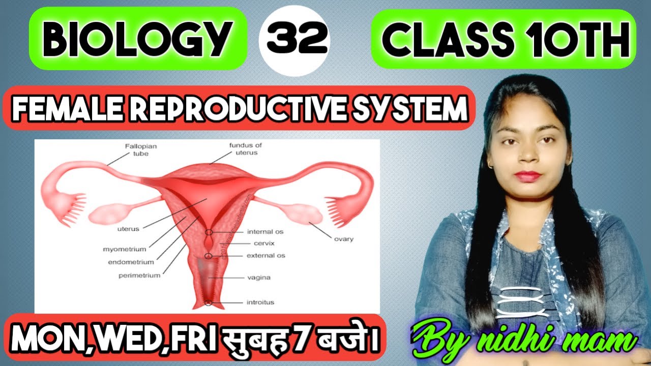 Female Reproductive System Class 10th मादा प्रजनन तंत्र Biology