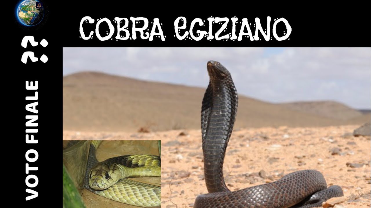 Il Cobra Egiziano, Il Miglior Serpente Domestico? - YouTube