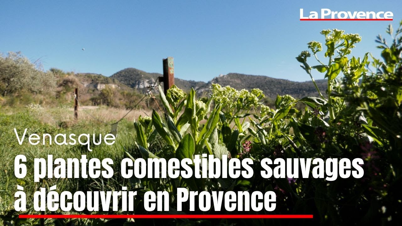 Six plantes comestibles sauvages à découvrir en Provence - YouTube