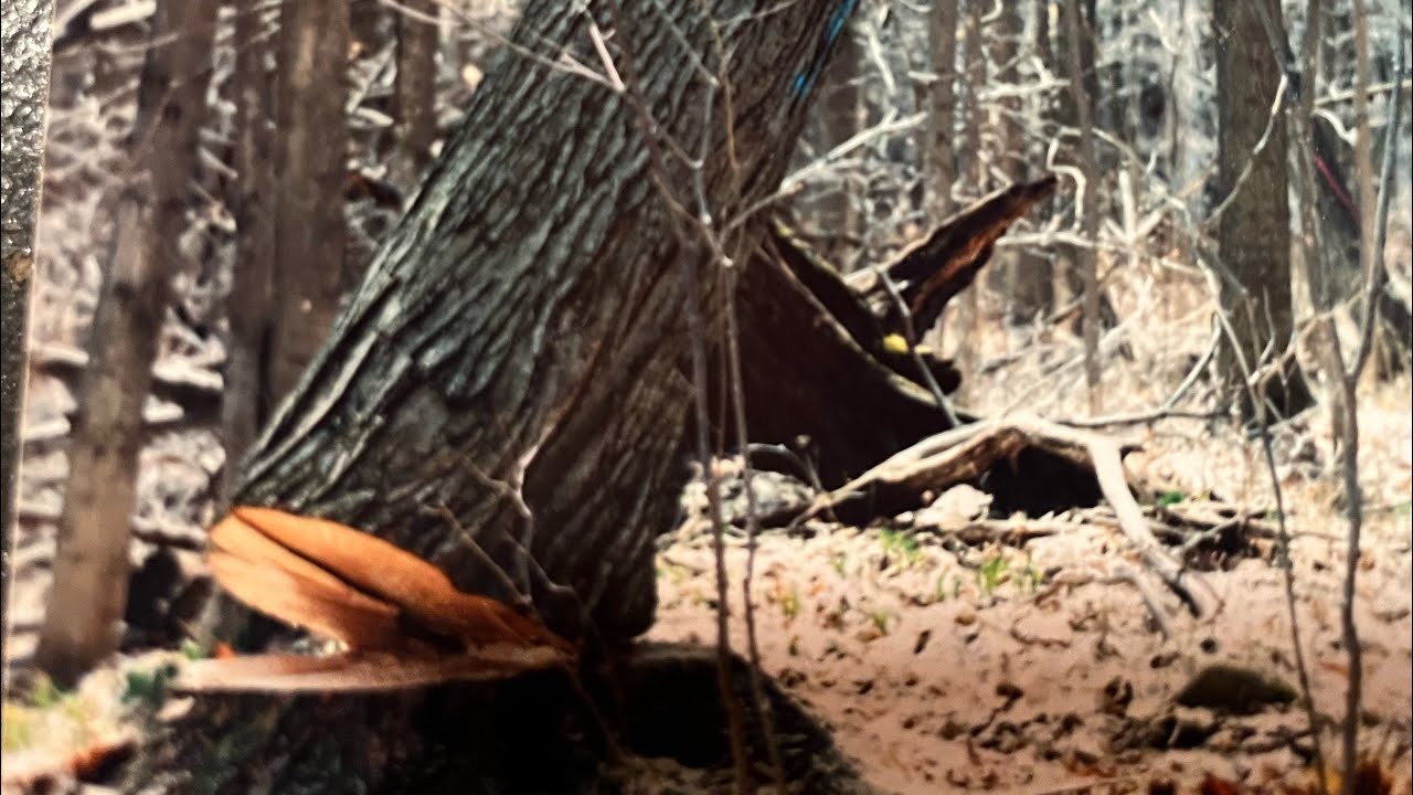 Felling a tree. Skidding it out. Step by step. Safe and efficient. Part ...
