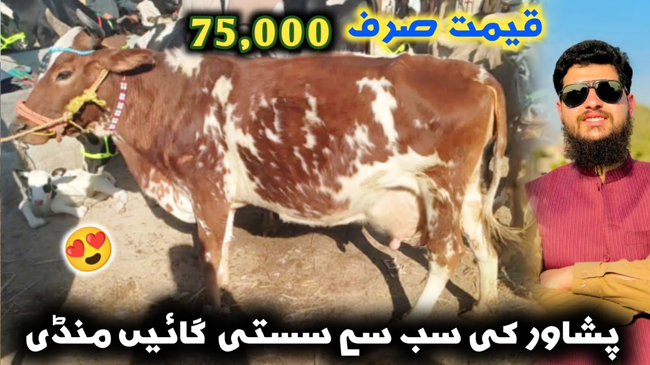 Cow Mandi Peshawar New Updates | Rs 75,000 Price Sabse Sasti Dairy Cow ...