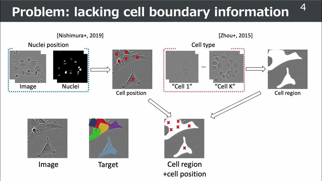 Weakly Supervised Cell-Instance Segmentation with Two Types of Weak Labels by Single Instance ...