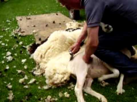 Jacob Sheep Shearing 25 05 2009 - YouTube