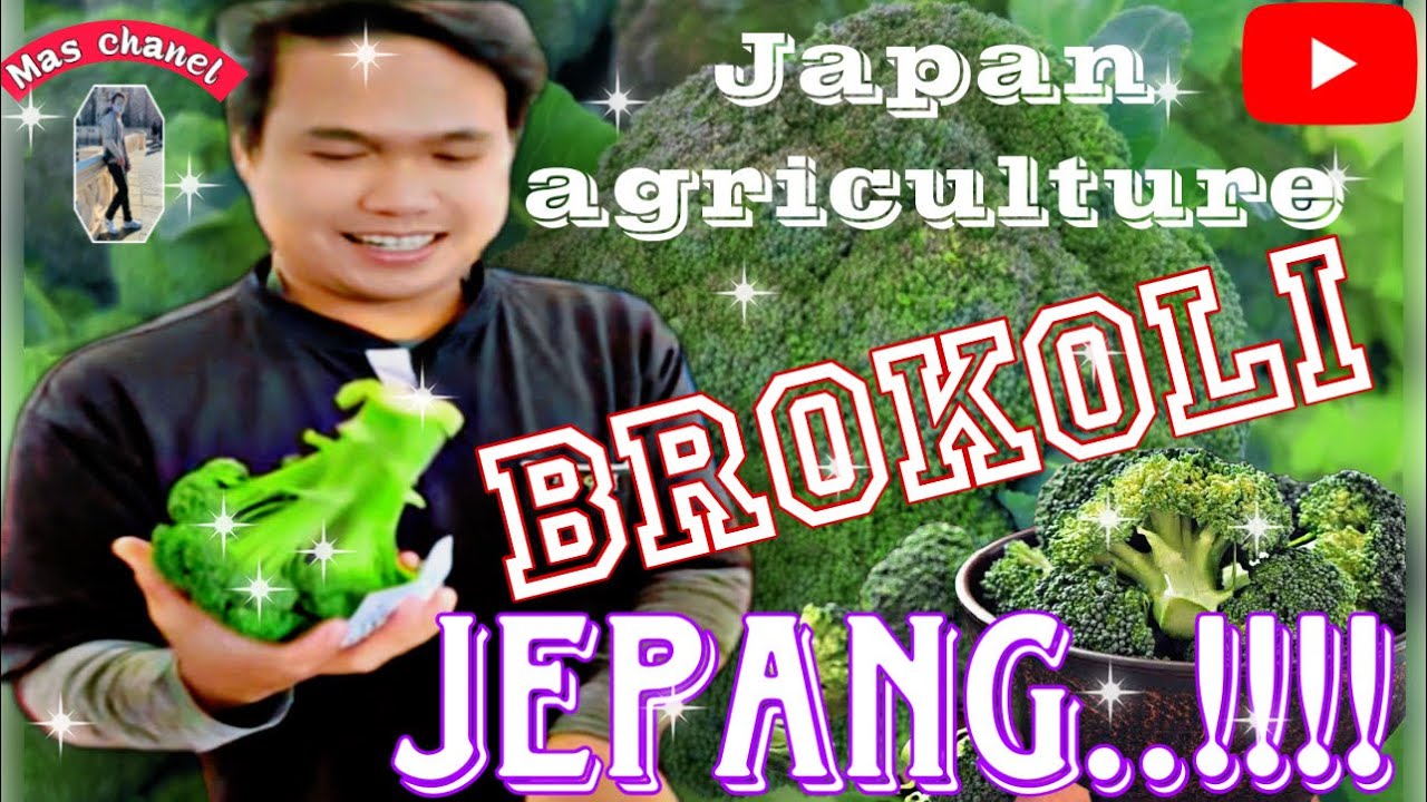 Cara packing sayuran brokoli di jepang || asik dan seruu - YouTube