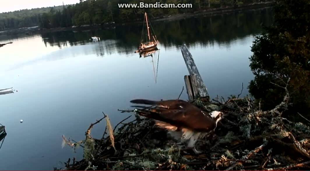 Big headless fish for Rachel's breakfast! 29 May 2015 - YouTube