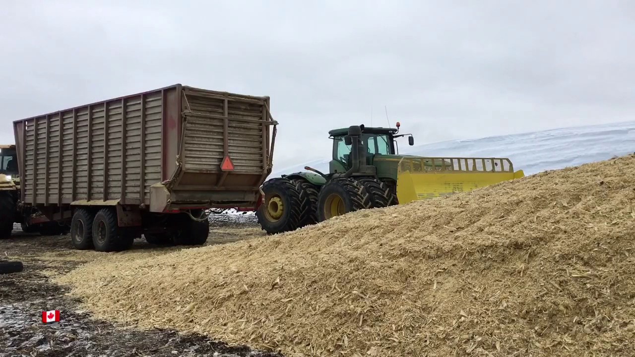 USA Thanksgiving in Canada corn earlage harvest - YouTube