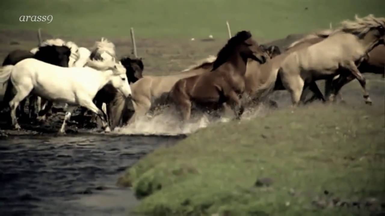 horse running - YouTube