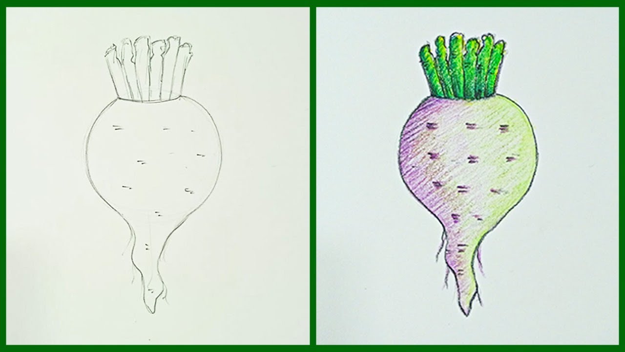 How To Draw Beautiful Turnip Easily|| Pencil Art & Painting - YouTube