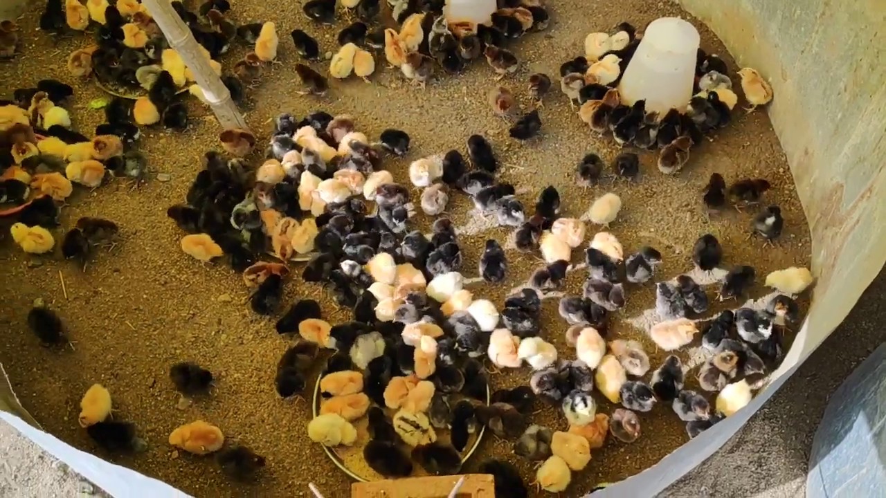Nutchral Brooding Day Old Chicks - YouTube