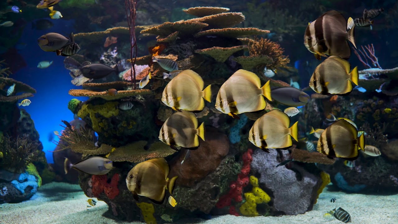 4k aquarium - YouTube