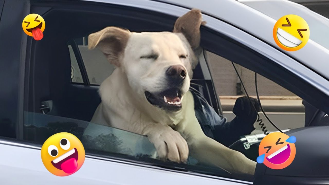 Watch These Crazy Dogs and Try Not to Laugh 🤣🐶 🐶 Funny Dogs Part 16 ...