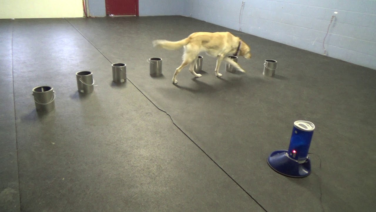 Medical Detection Dogs - Diabetes alert dogs & Seizure alert dog ...