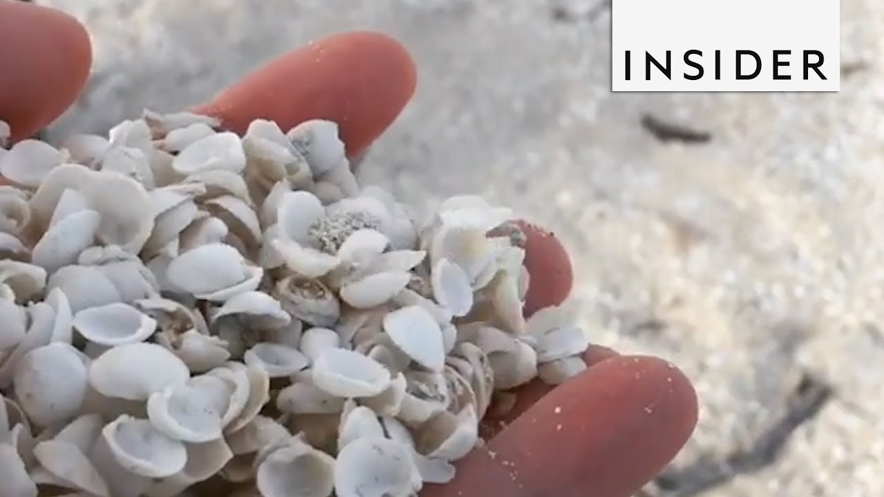 Australian Beach Made Out Of Tiny Shells - YouTube